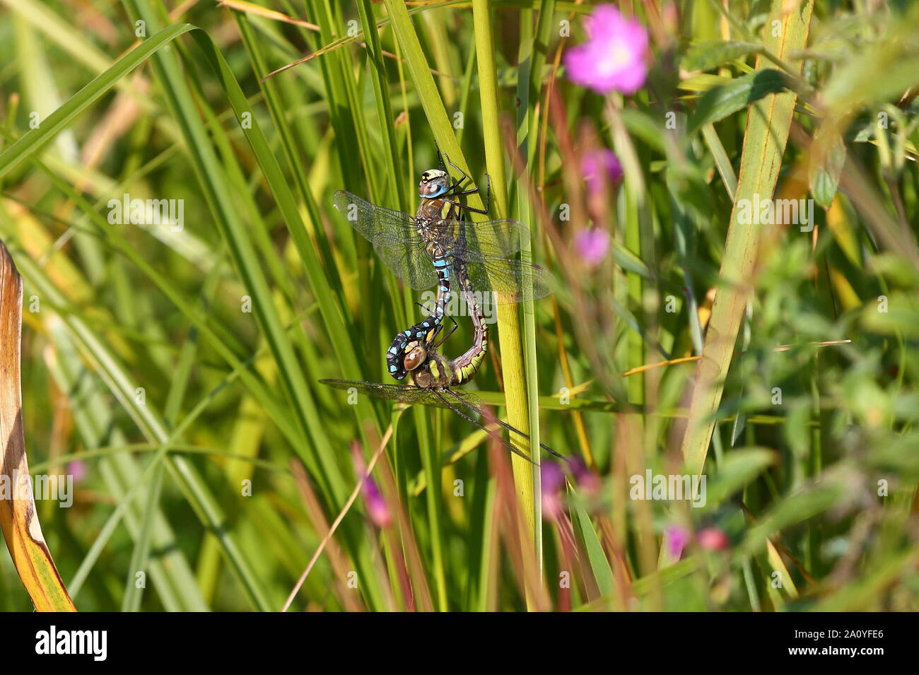 Male insects hi-res stock photography and images - Alamy