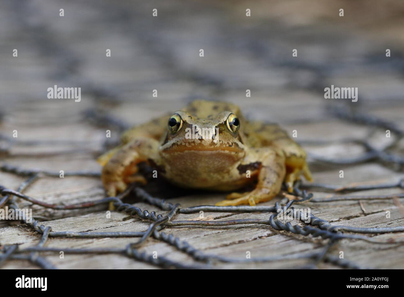 Reptiles amphibians hi-res stock photography and images - Alamy