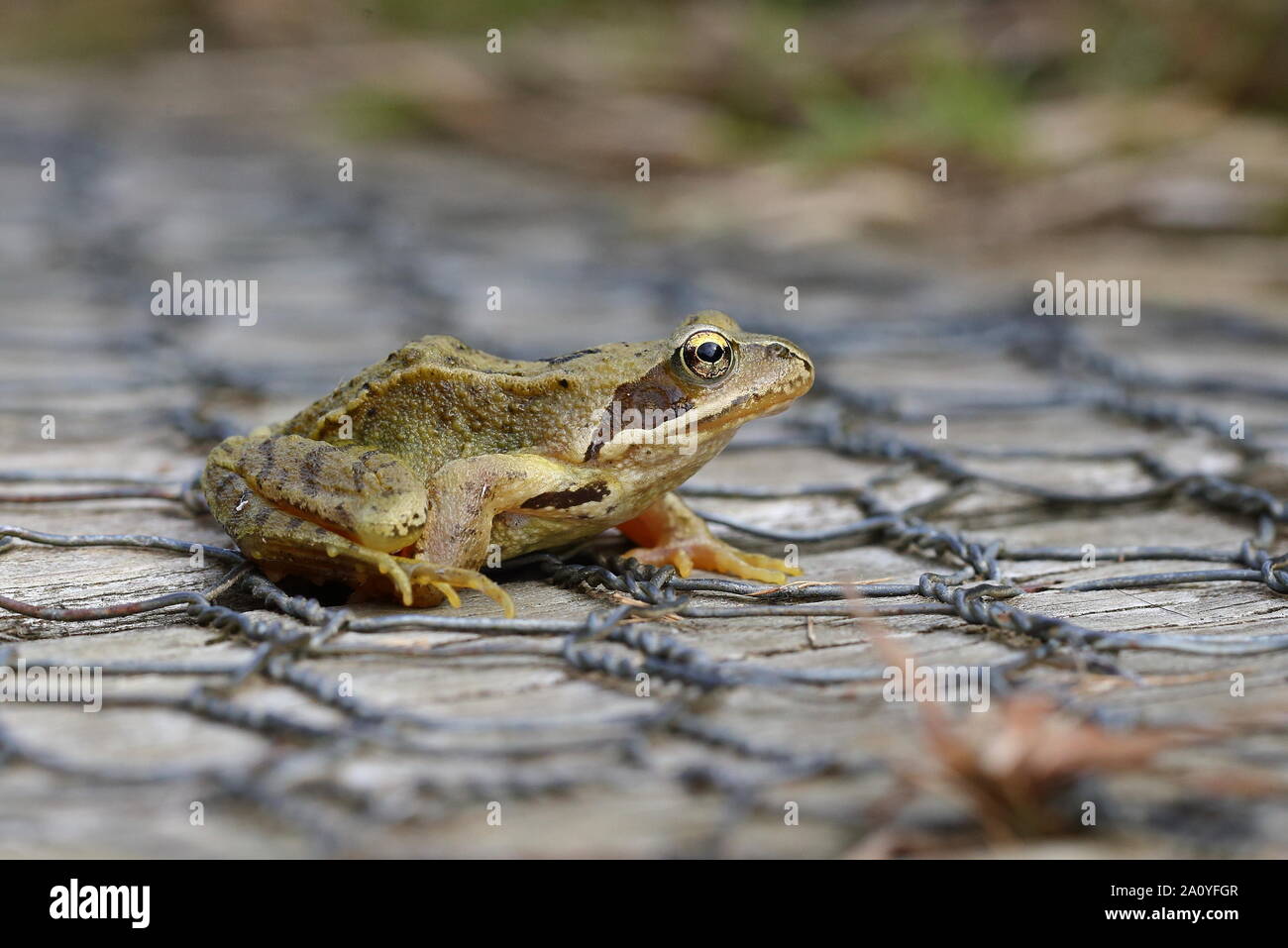 Boardwalk frog hi-res stock photography and images - Alamy
