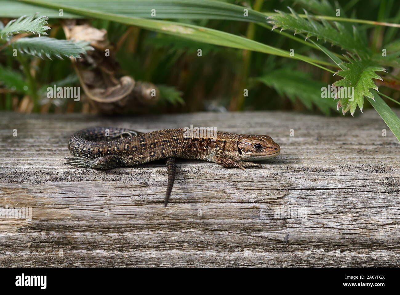 Young common lizard zootoca vivipara hi-res stock photography and ...