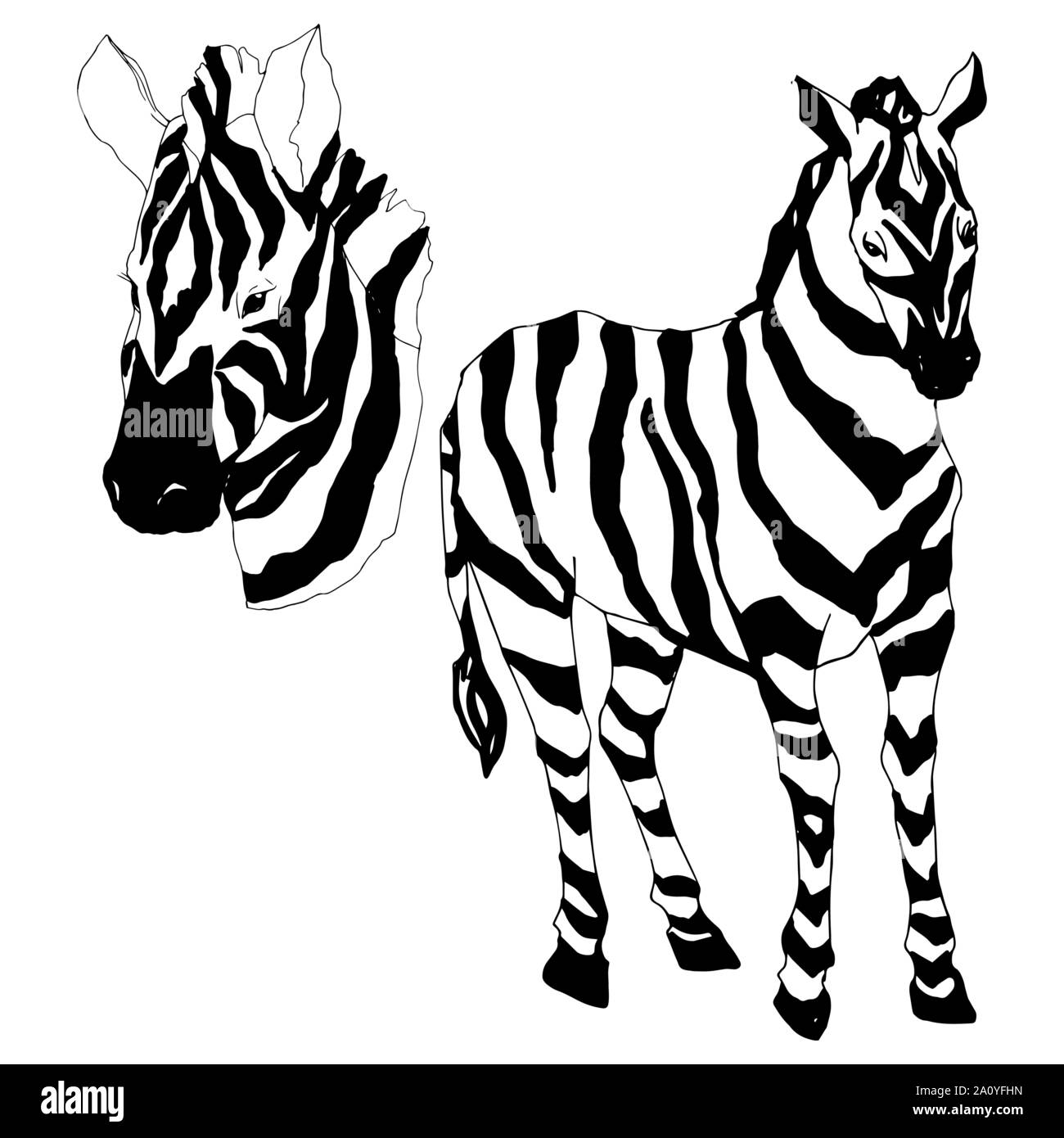 Vector Exotic zebra wild animal isolated. Black and white engraved ink ...