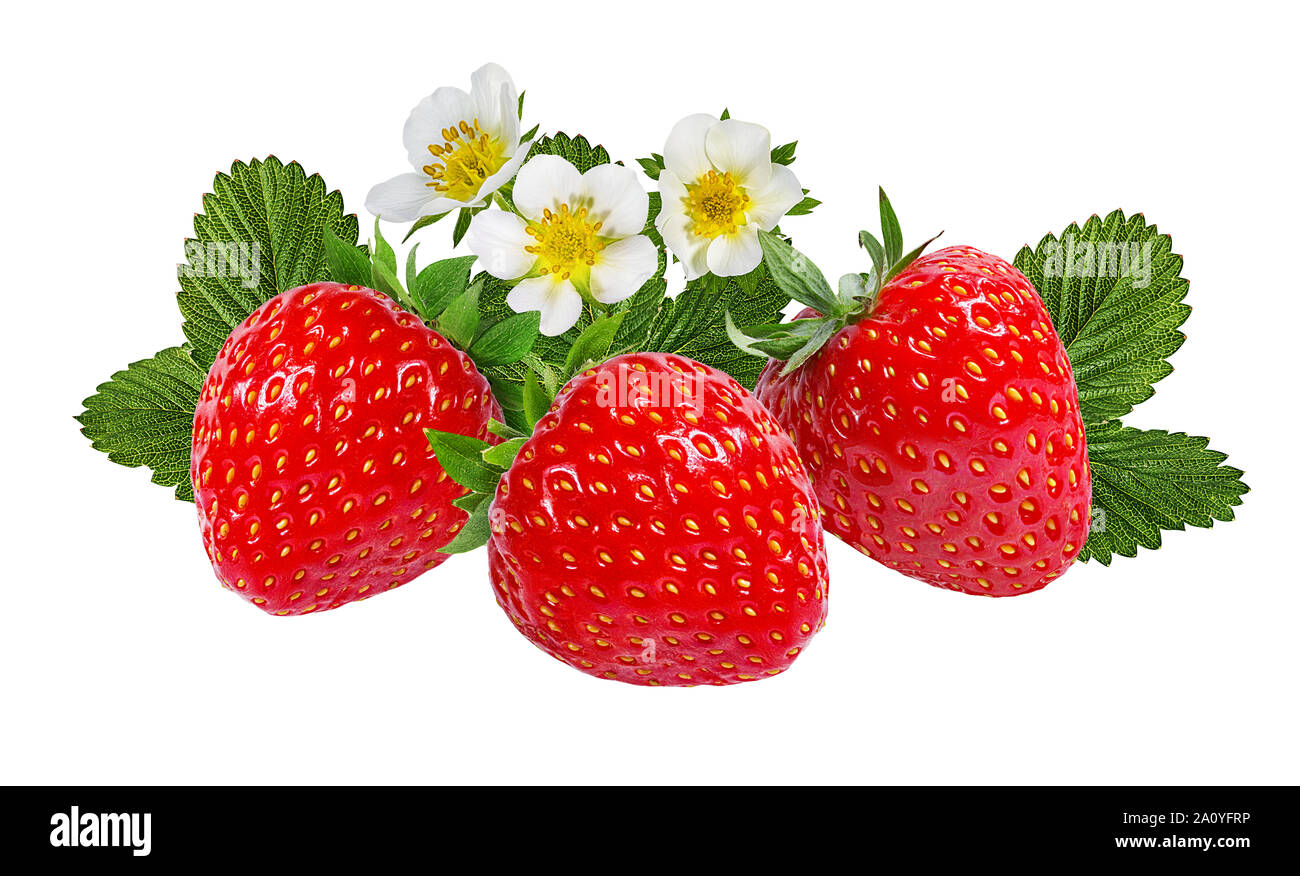 Strawberry with flower isolated on white background Stock Photo - Alamy