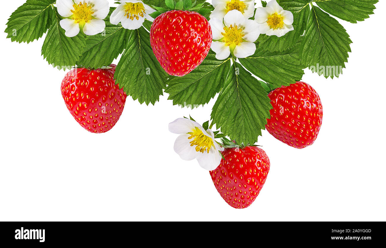 Strawberry with flower isolated on white background Stock Photo - Alamy