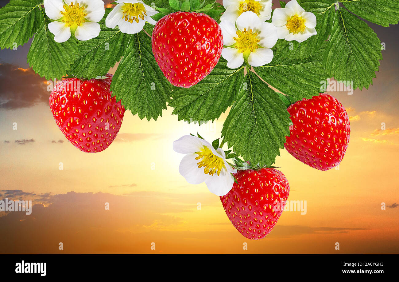 Strawberries flavor hi-res stock photography and images - Alamy