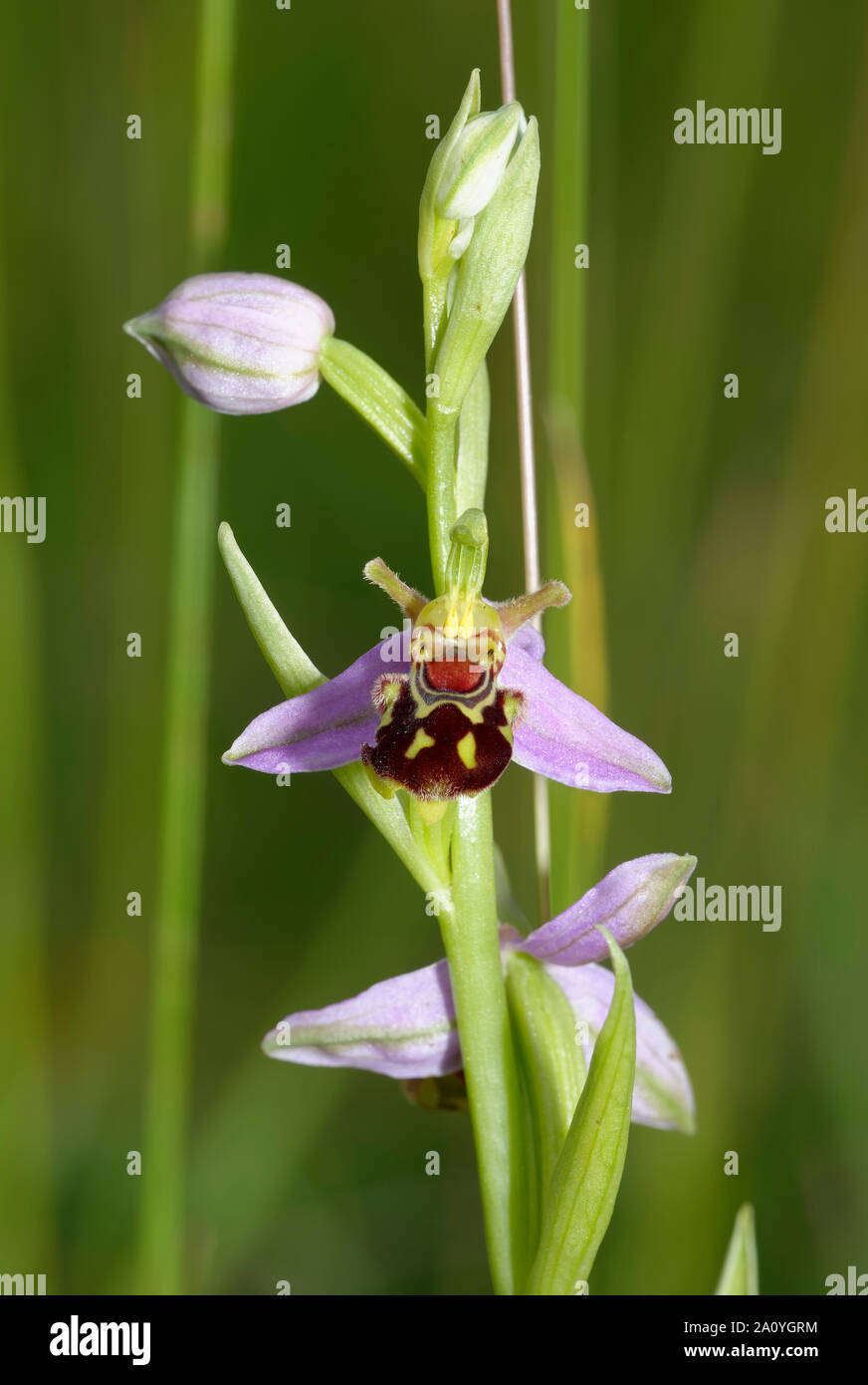 Bee Orchid - Ophrys Apifera Closeup of flower spike Stock Photo - Alamy