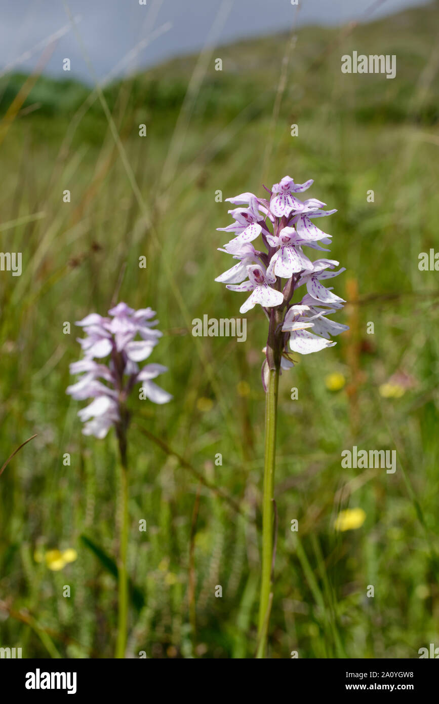 Heath Spotted Orchids - Dactylorhiza maculata ericetorum on Scottish ...