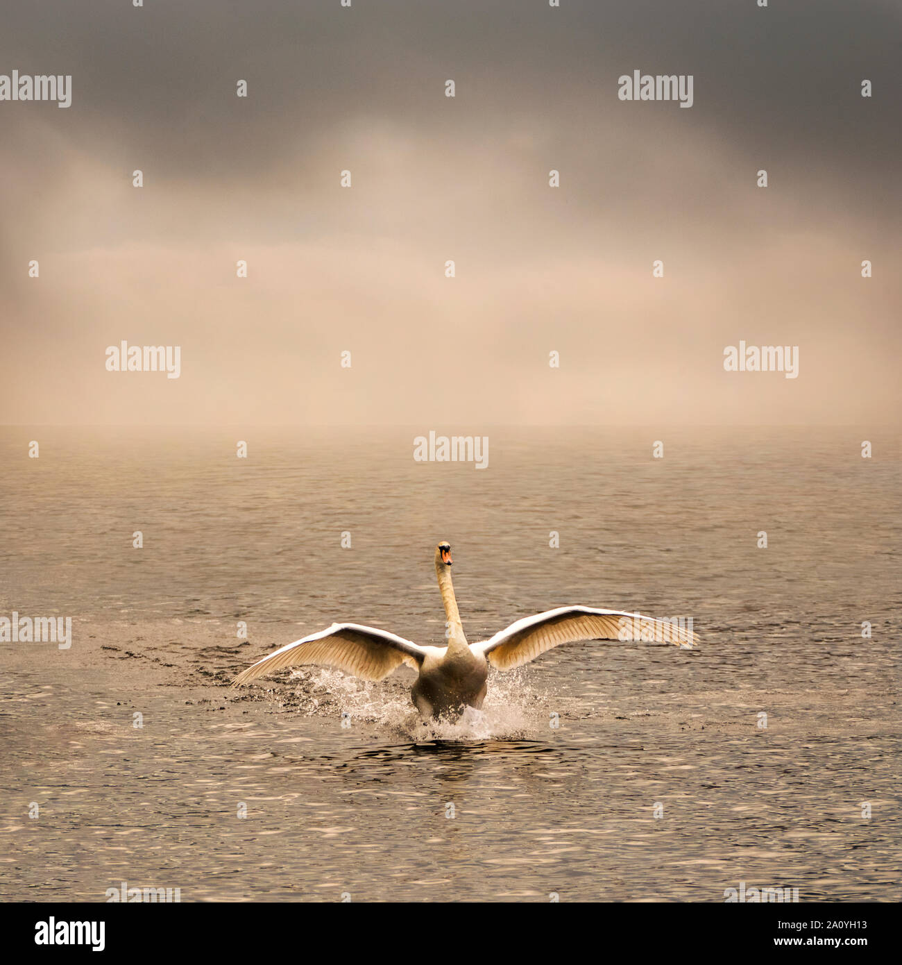 Birds of lakes and rivers hi-res stock photography and images - Alamy