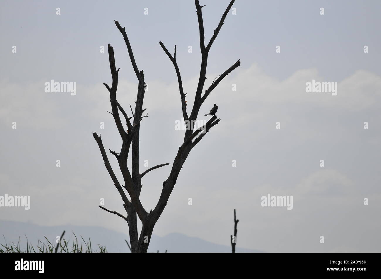 Lake Tana Bird High Resolution Stock Photography and Images - Alamy