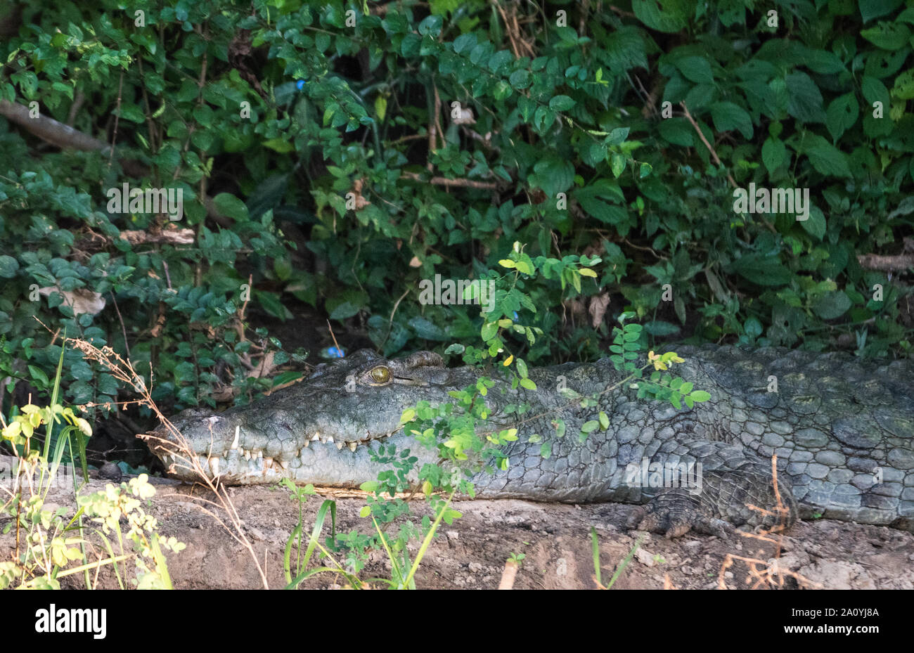 A crocodile resting in the bushes next to the Rufiji River in Tanzania ...