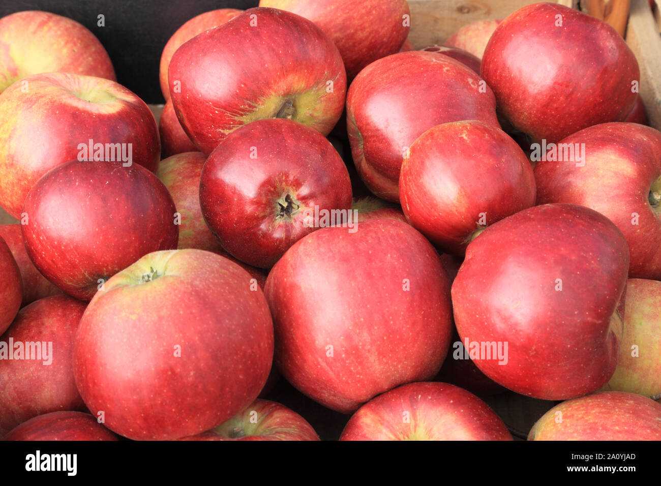 Apple 'Herrings Pippin', apples, eating apple, healthy eating, Malus ...