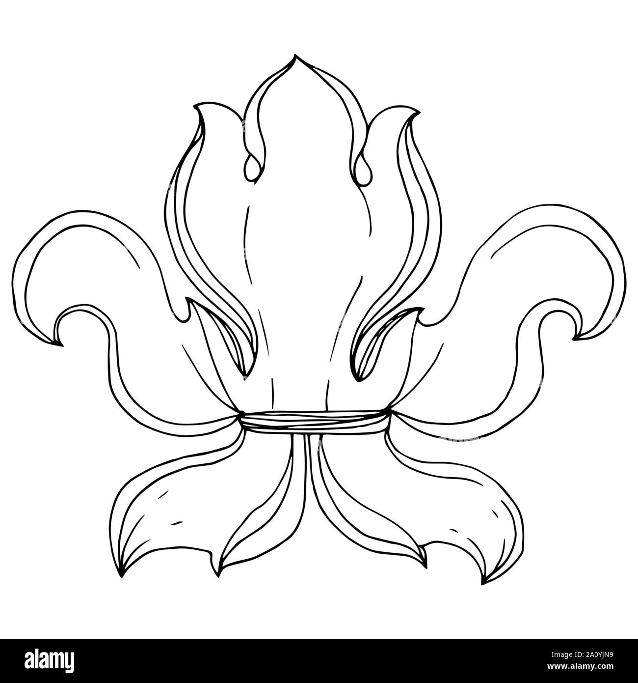 Vector Baroque monogram floral ornament. Baroque design isolated ...