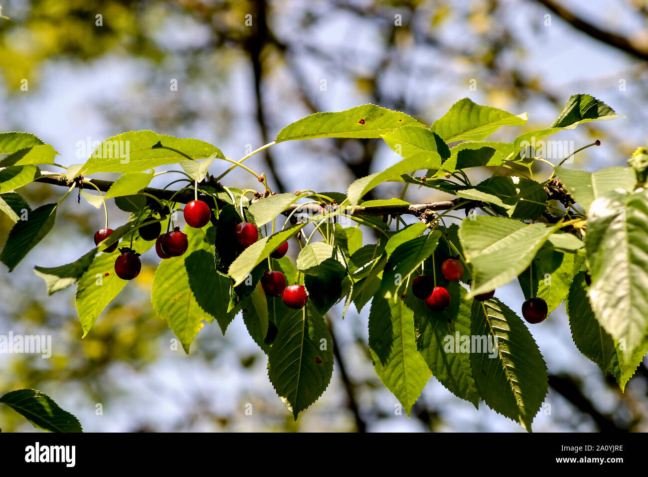 Botany trees rosaceae sweet hi-res stock photography and images - Alamy