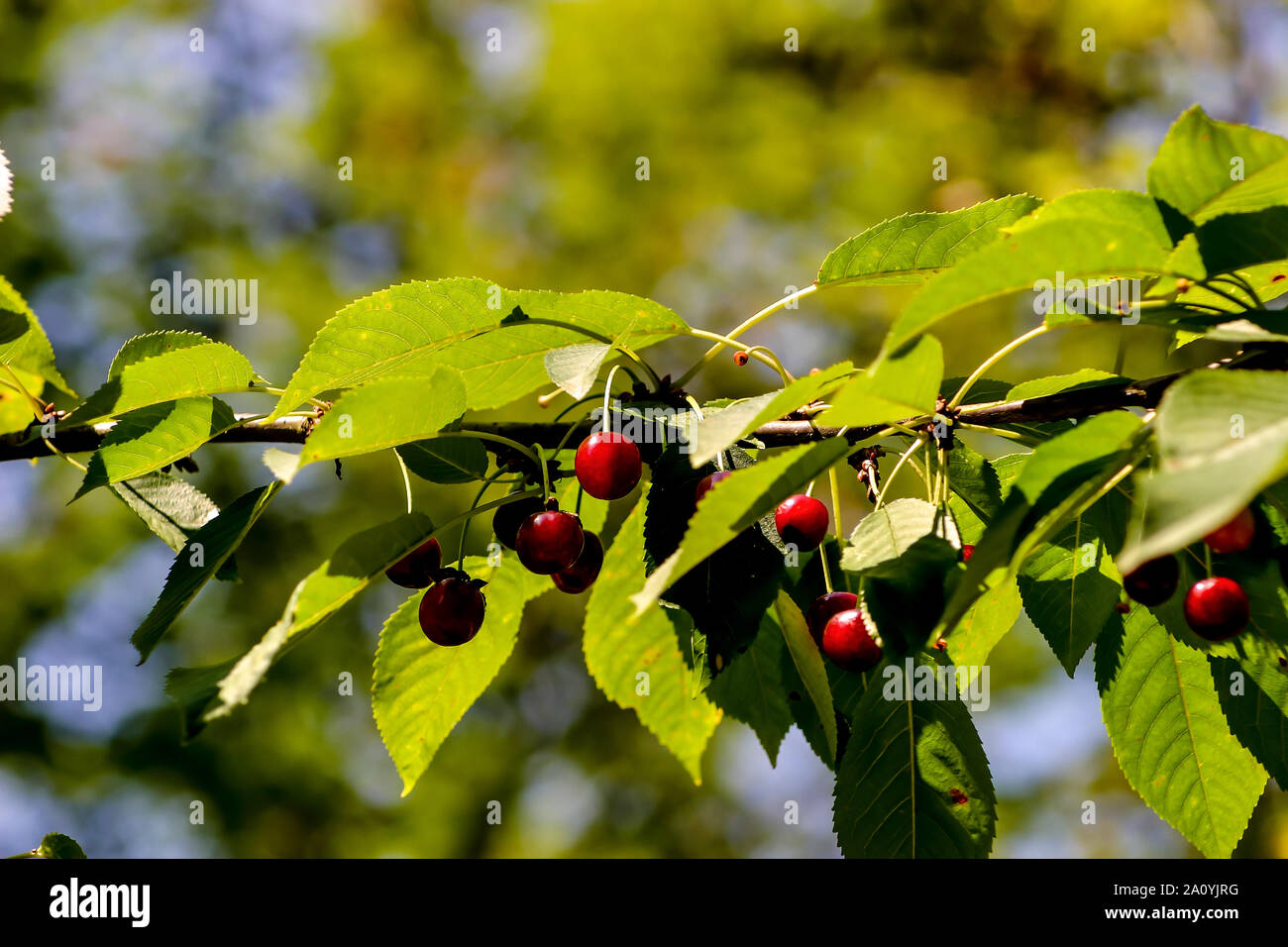 Botany trees rosaceae sweet hi-res stock photography and images - Alamy