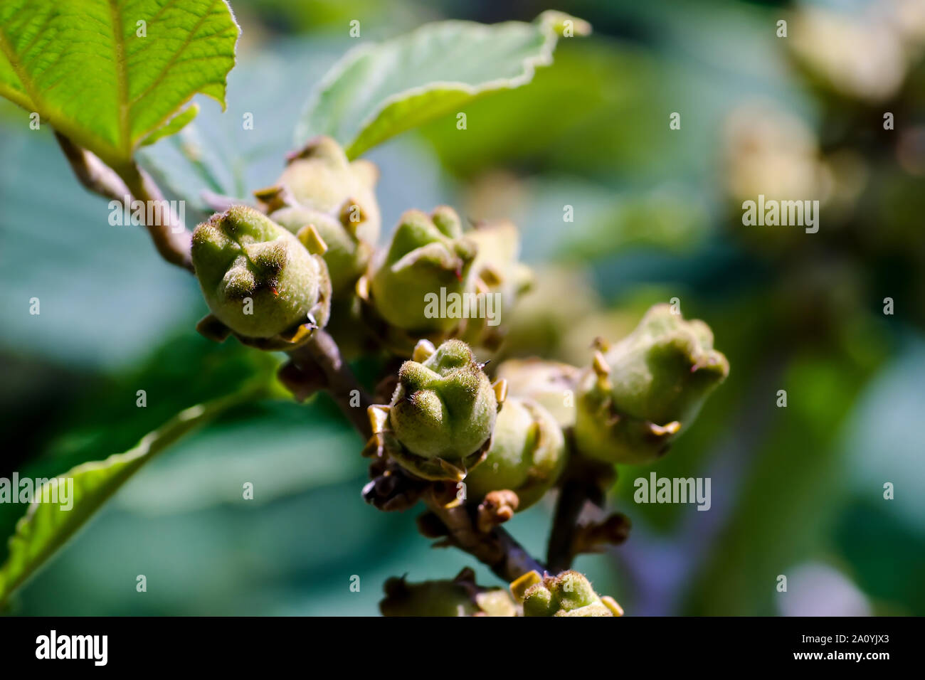 Fruits of Chinese Witch Hazel, Hamamelis mollis Stock Photo - Alamy