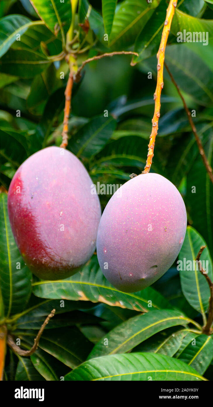 Cultivation of exotic sweet fruit mango in subtropical Malaga-Granada ...