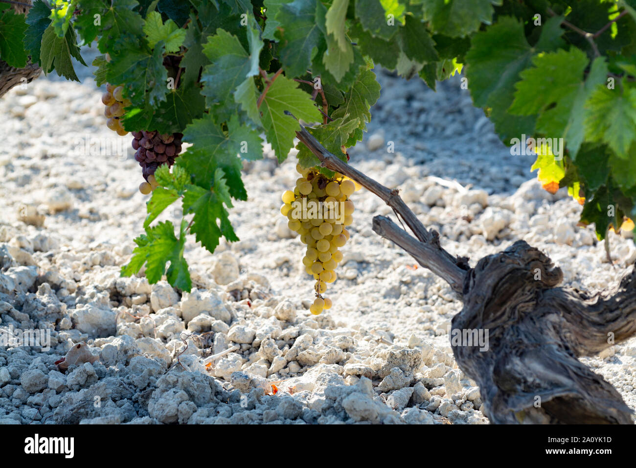 Ripe white grape growing on special light soil in Andalusia, Spain ...