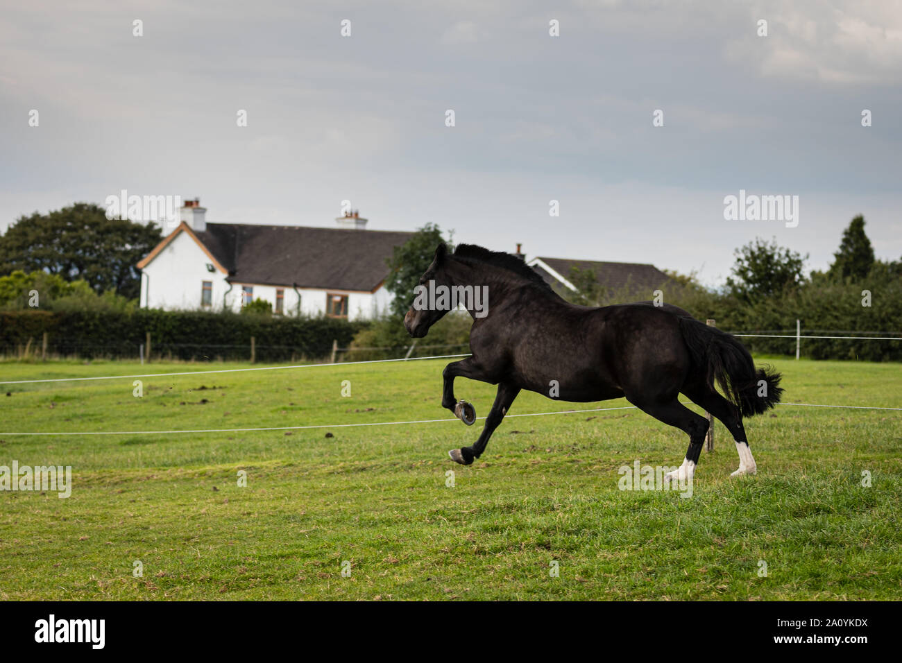 Horse gallop paddock hi-res stock photography and images - Alamy