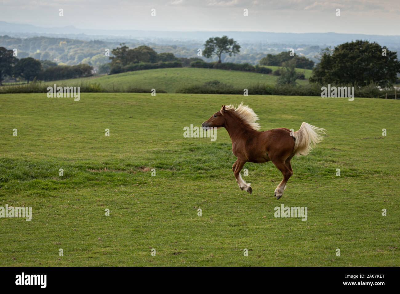 A mare side on galloping in a paddock. Golden light in mane and tail ...