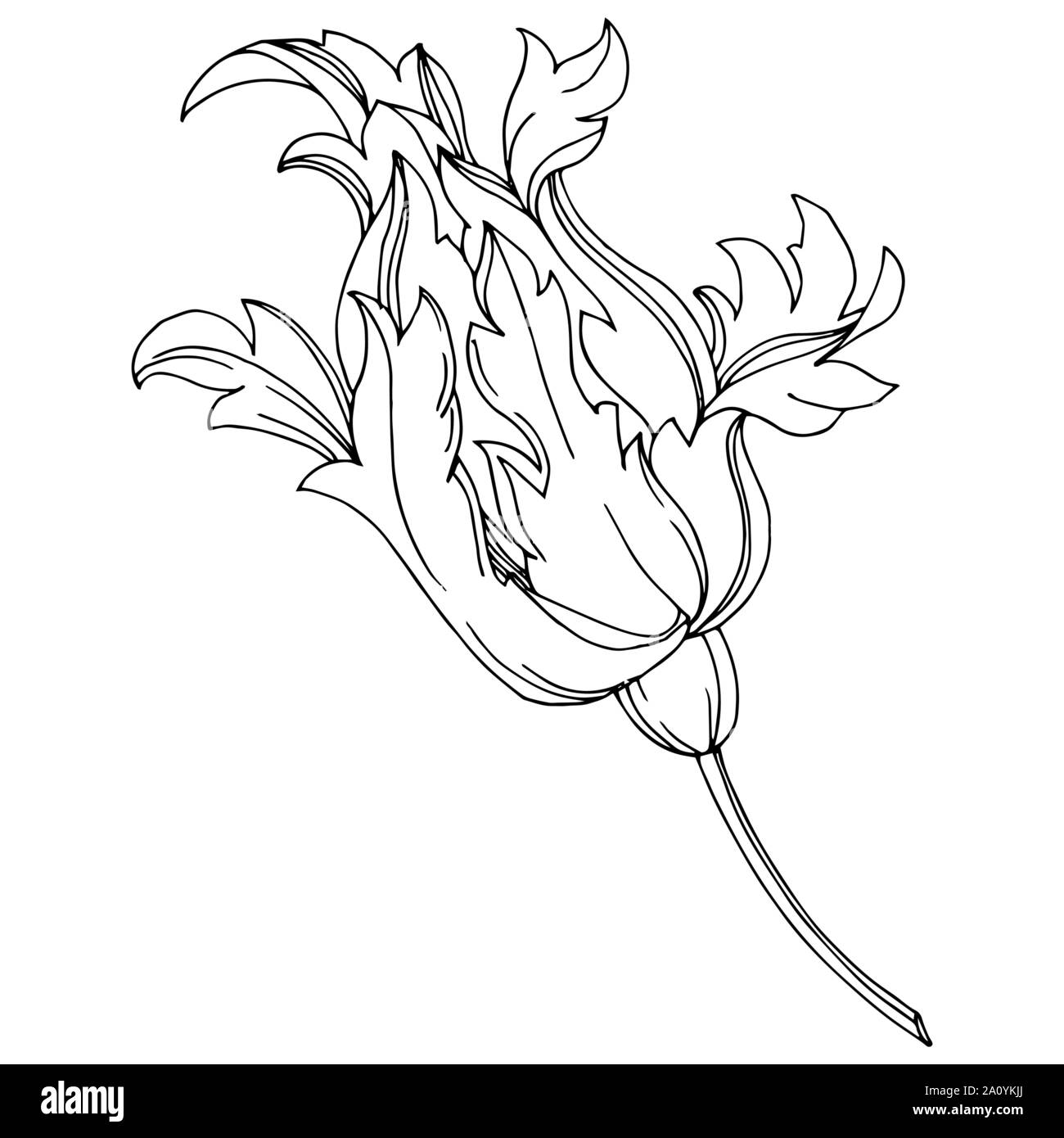 Vector Baroque monogram floral ornament. Baroque design isolated ...
