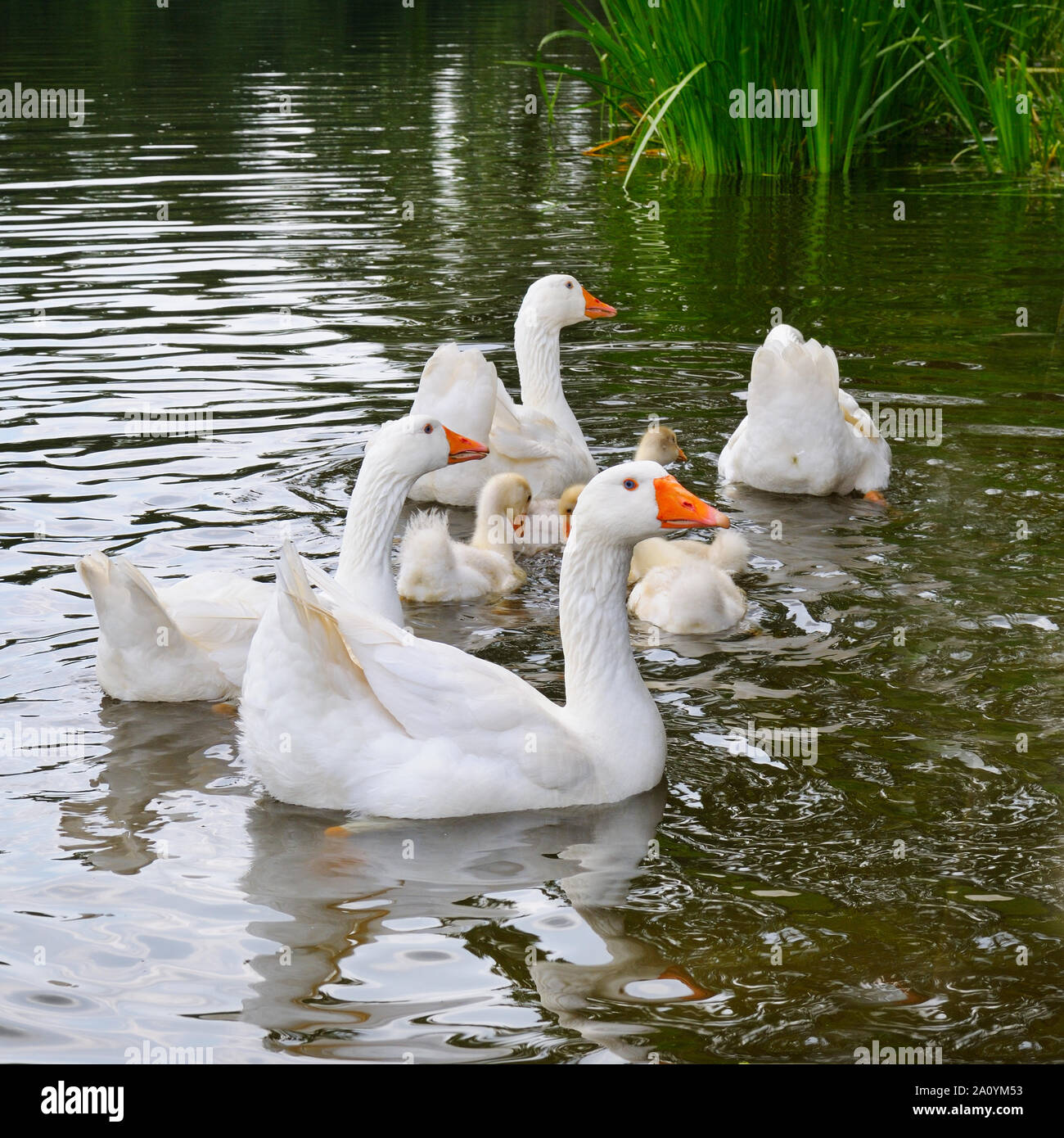 Flock of white geese swim hi-res stock photography and images - Alamy