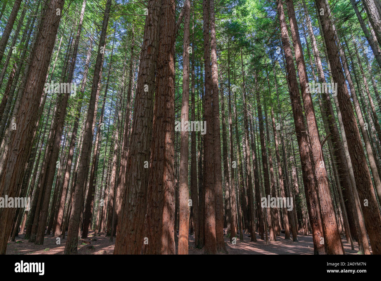 Tall trees of tourist destination of Whakarewarewa Redwood Forest in ...