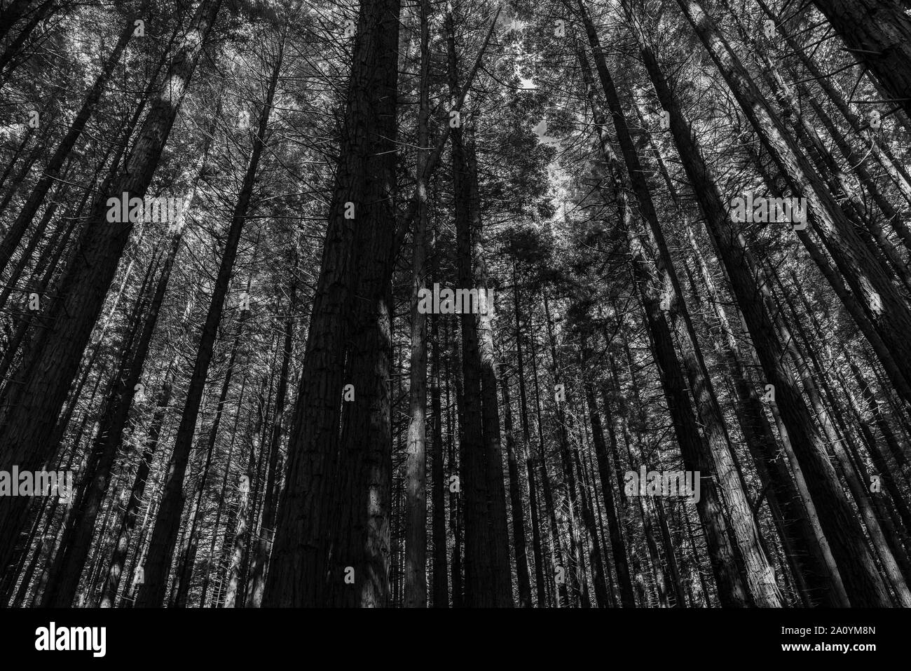 Californian redwood Black and White Stock Photos & Images - Alamy