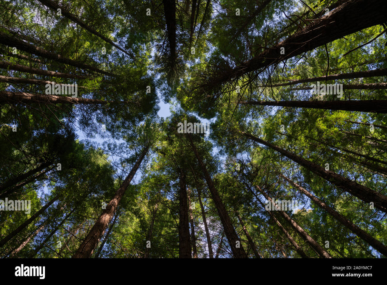 Whakarewarewa Redwood Forest in Rotorua converging tree trunks and ...