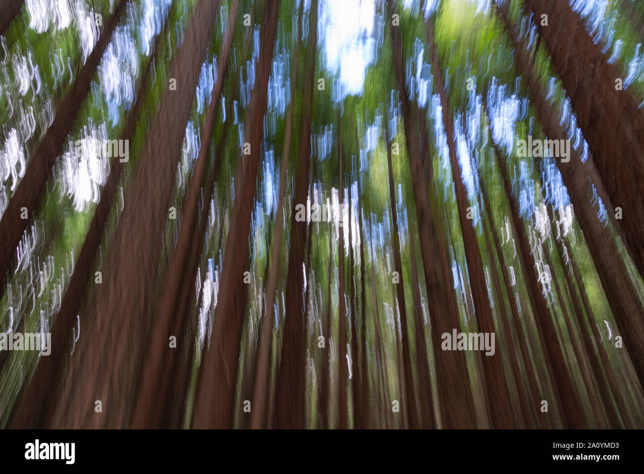 Painterly abstract effect tall trees with green foliage in ...