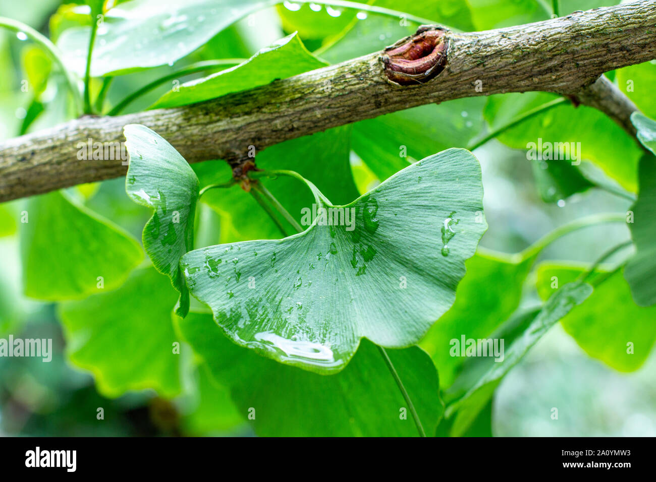 Ginkgo Biloba Tree High Resolution Stock Photography and Images - Alamy