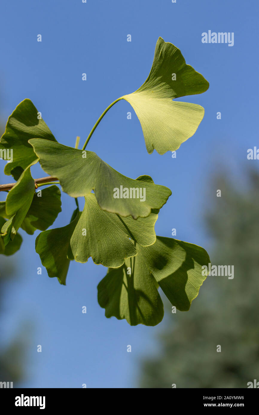 Green fresh leaves of ginkgo biloba tree on a background of blue sky ...