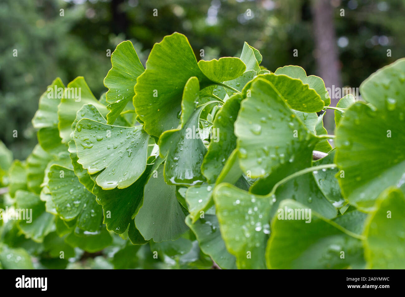 Ginkgo Biloba Tree High Resolution Stock Photography and Images - Alamy