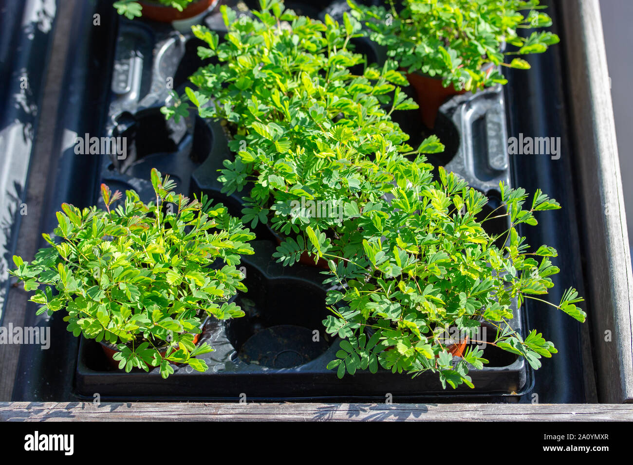 Mimosa pudica perennial herb from the genus Mimosa Legumes Fabaceae ...