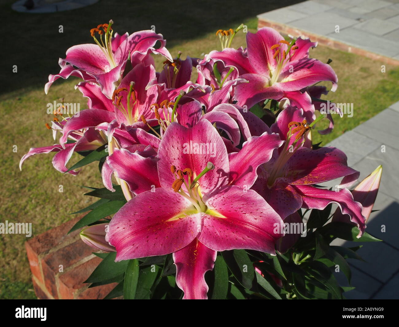 Pink lily flowers fully open in the sunshine Stock Photo - Alamy