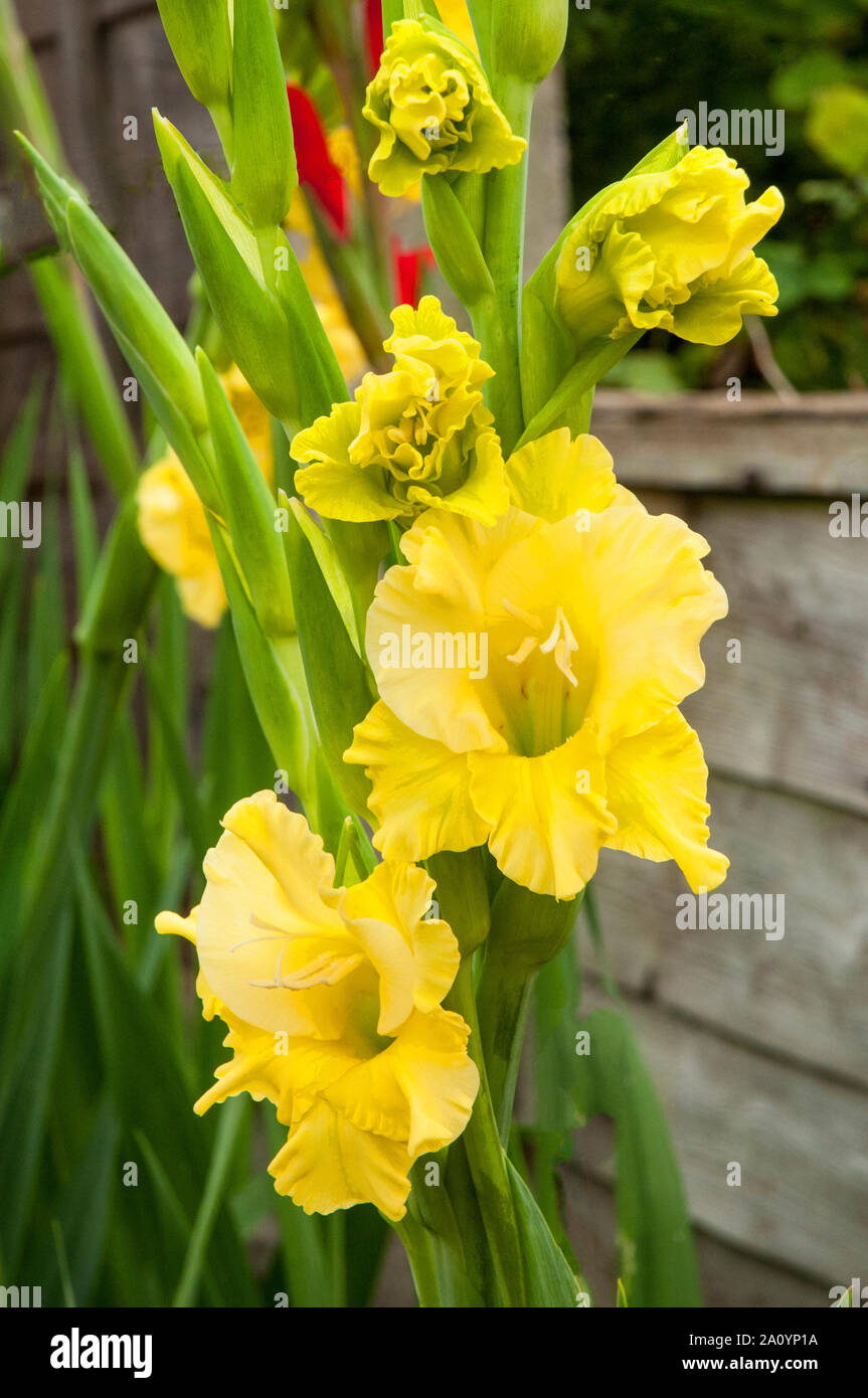Large yellow flowers hi-res stock photography and images - Alamy