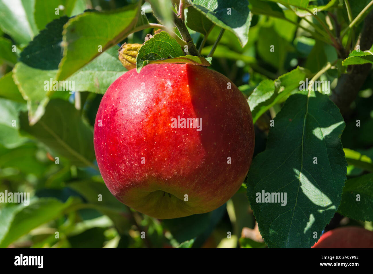 Apple harvest in the old Land Hamburg Stock Photo - Alamy