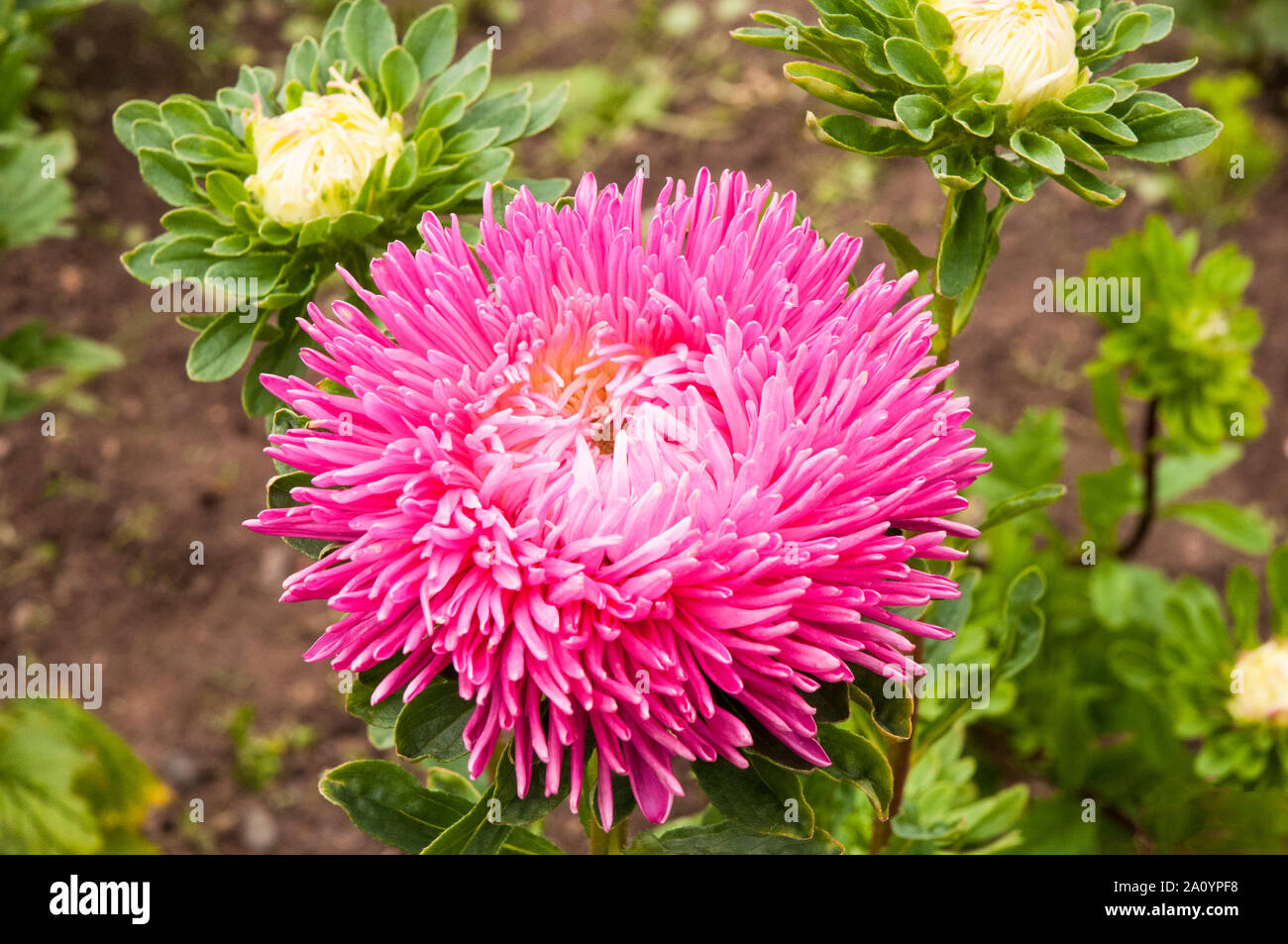 Carmine flower hi-res stock photography and images - Alamy