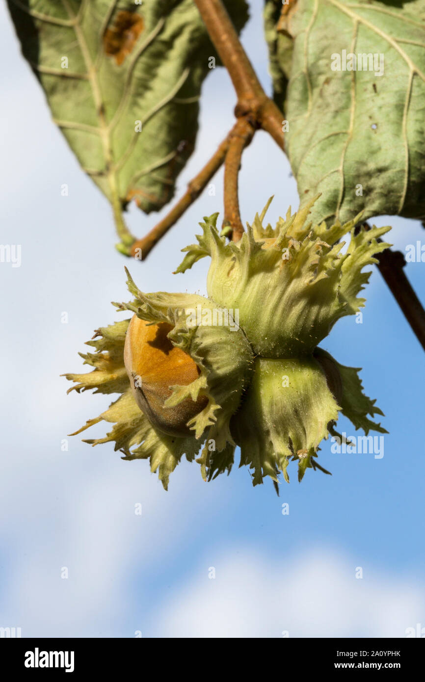 Hazelnuts on the tree. Suffolk, UK Stock Photo - Alamy