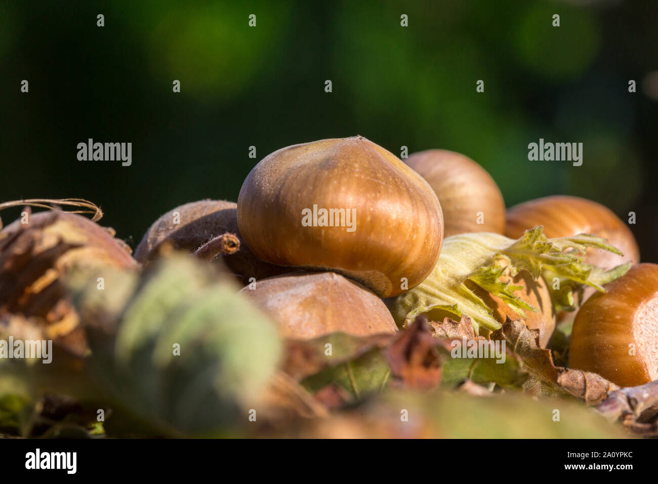 Hazelnuts on the ground. Suffolk, UK Stock Photo - Alamy