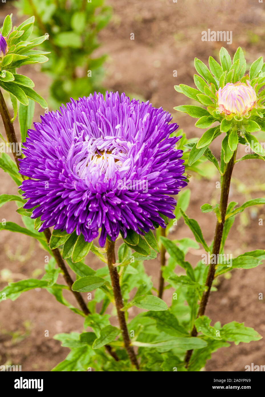 Aster gala burgundy hi-res stock photography and images - Alamy