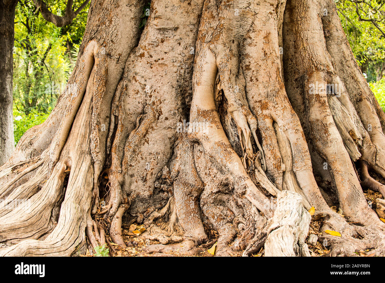 Giant tree in the historic center of Seville Stock Photo - Alamy