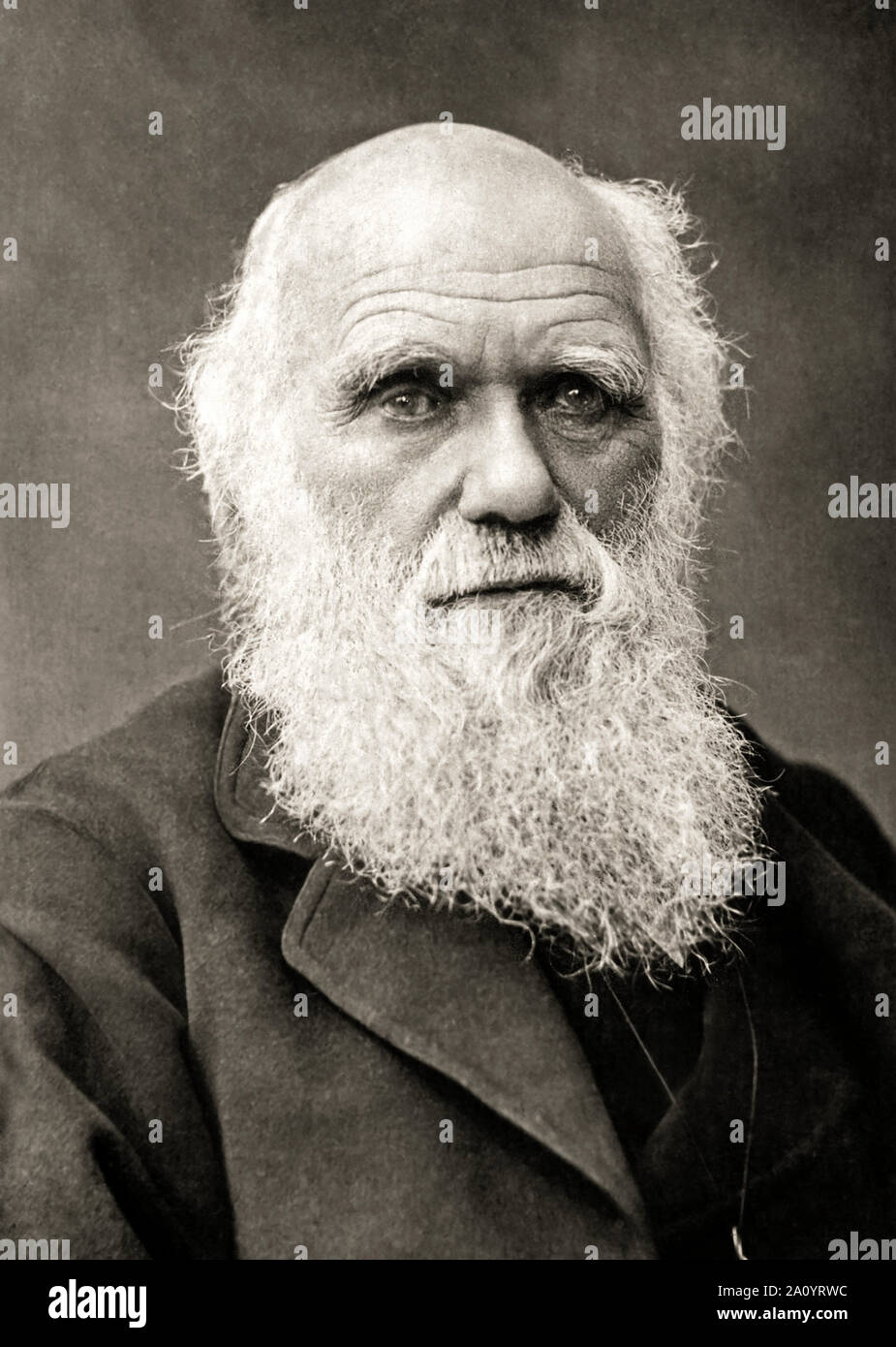 Charles Darwin Theory Of Evolution And Natural Selection
