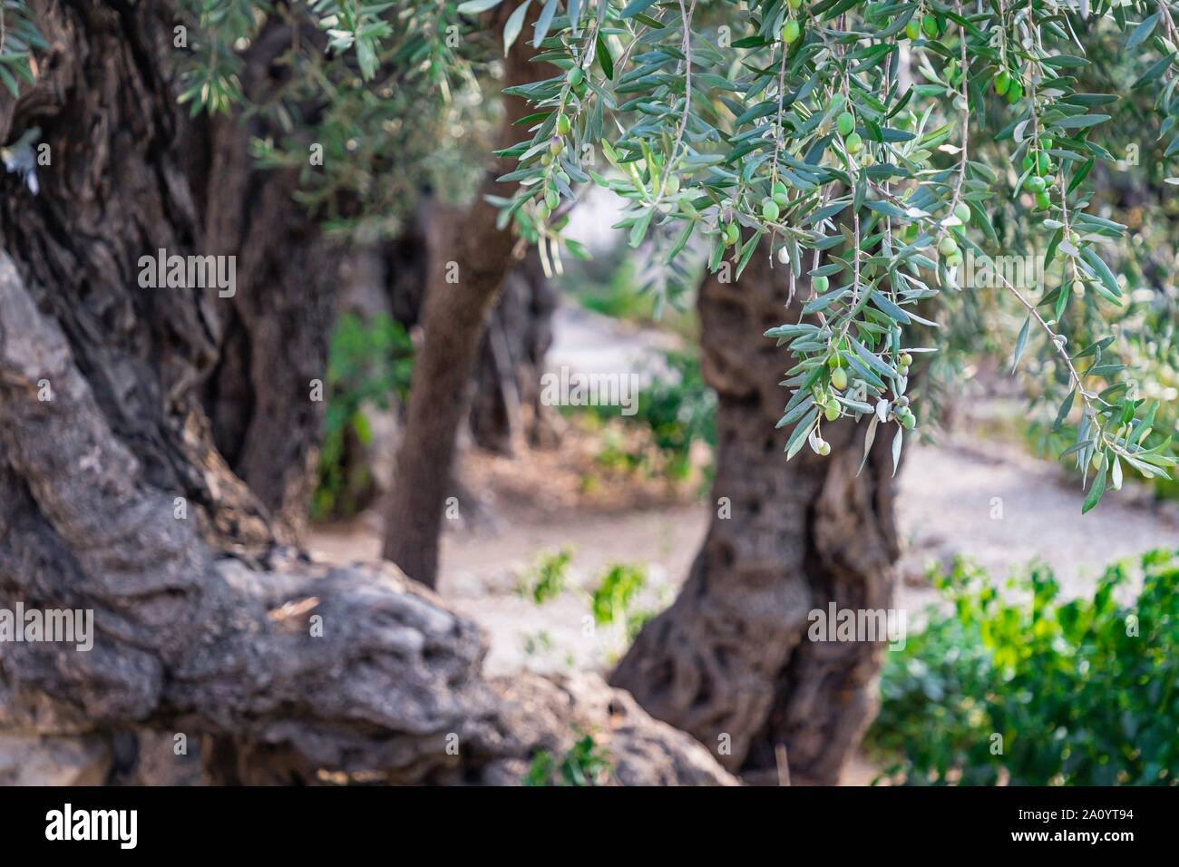 Ancient olive trees in Gethsemane garden, Jerusalem. Israel Stock Photo ...