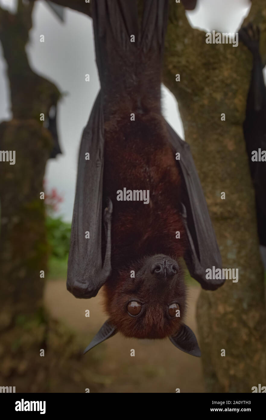 Large flying fox or Fruit Bat, Pteropus vampyrus in Bali, Indonesia ...