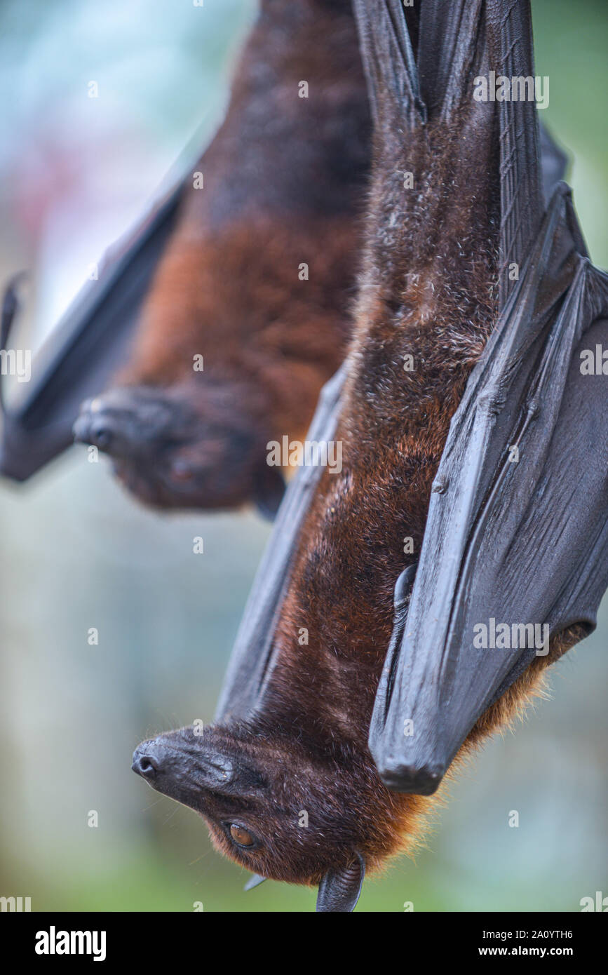 Large flying fox or Fruit Bat, Pteropus vampyrus in Bali, Indonesia ...