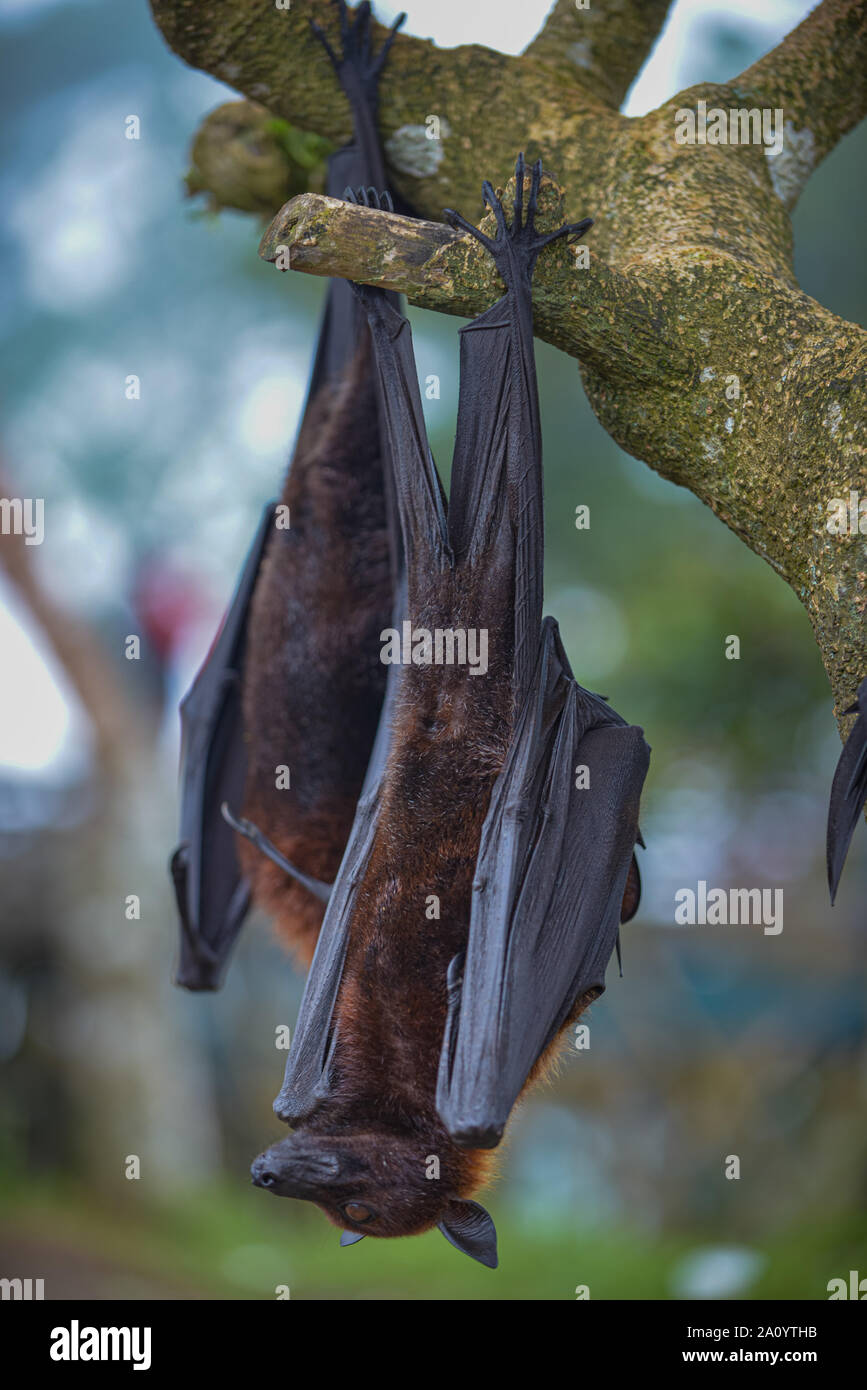 Large flying fox or Fruit Bat, Pteropus vampyrus in Bali, Indonesia ...