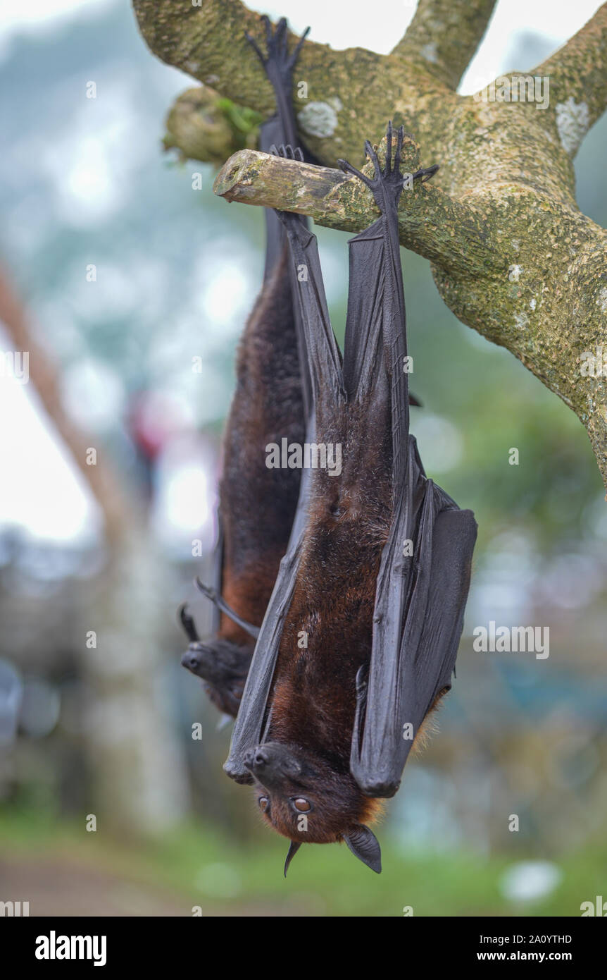 Large flying fox or Fruit Bat, Pteropus vampyrus in Bali, Indonesia ...