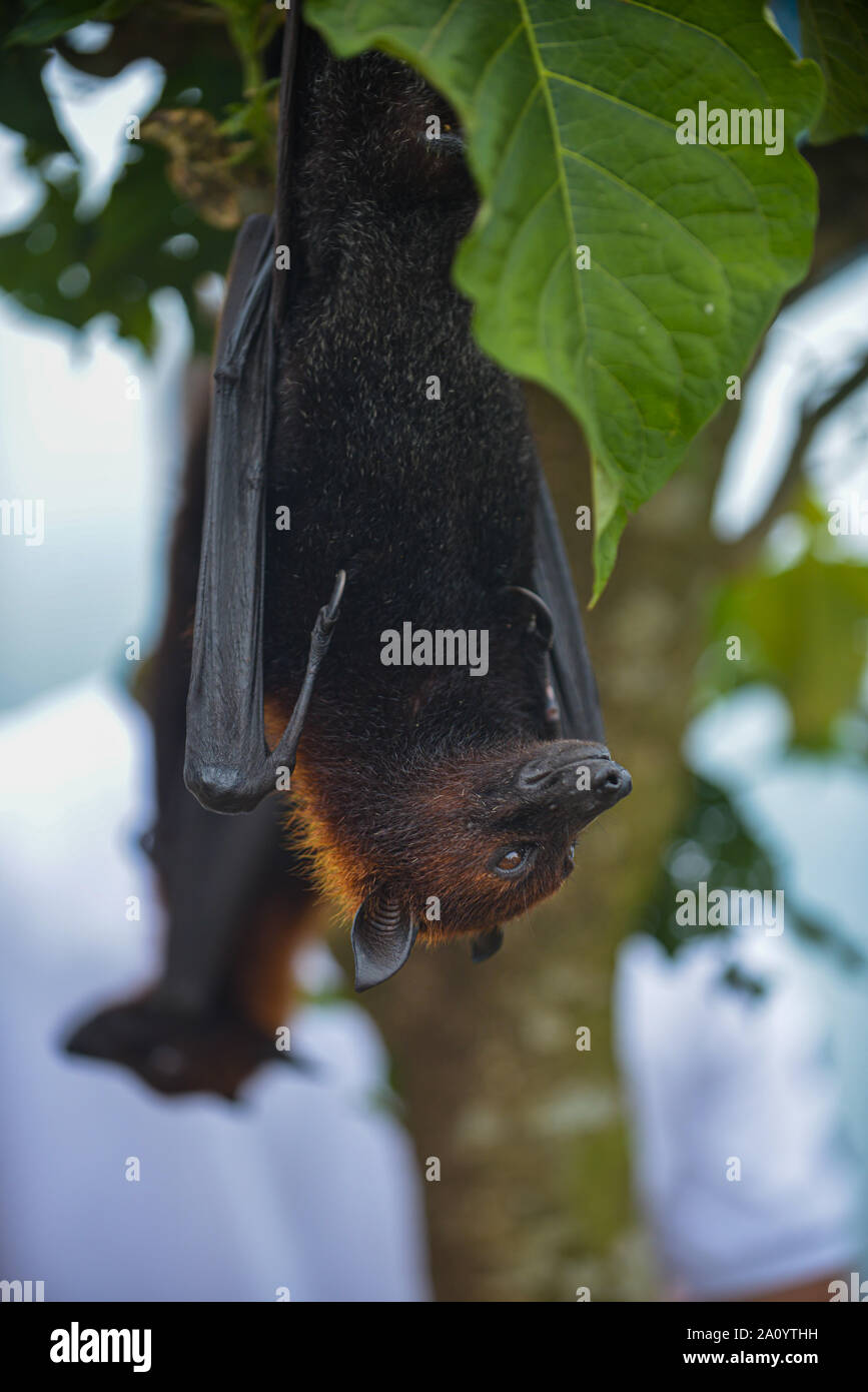 Large flying fox or Fruit Bat, Pteropus vampyrus in Bali, Indonesia ...