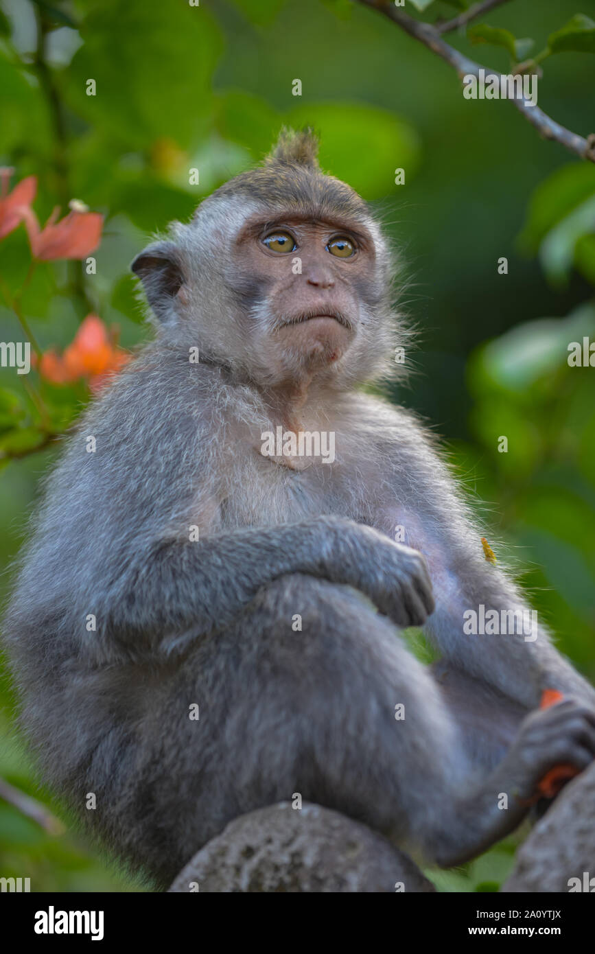 Long Tailed Monkey, Macaca Fascicularis, The Sacred Monkey Forest ...