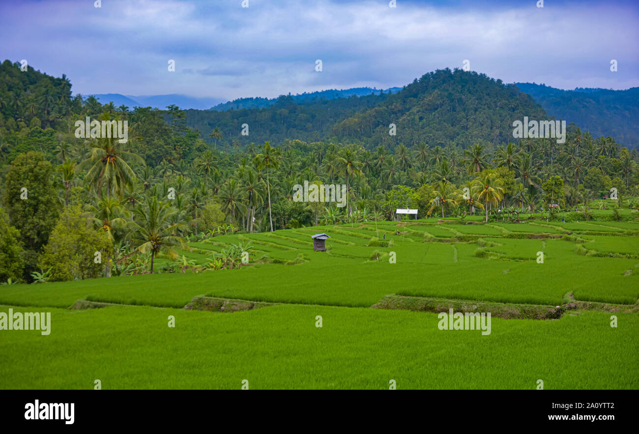 Beautiful rice paddies in East Bali Indonesia Stock Photo - Alamy