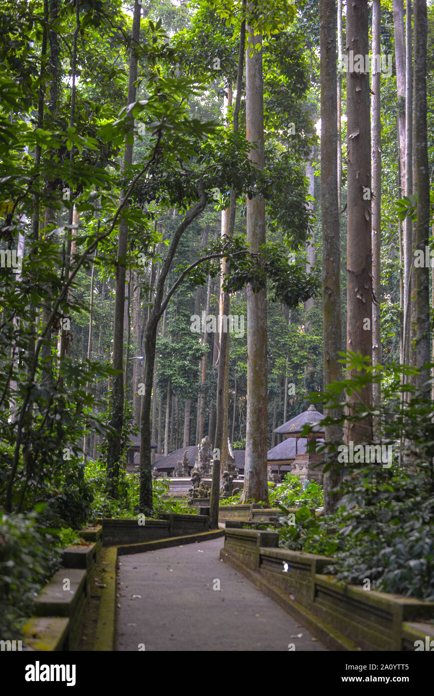 Ubud wildlife sanctuary hi-res stock photography and images - Alamy